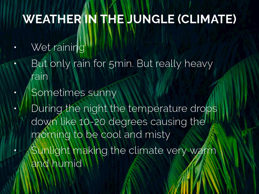 Rain Forest by Samantha Davis