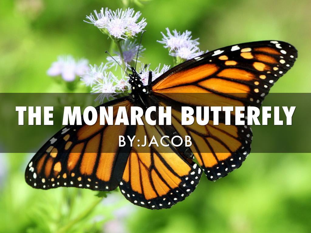 Monarch Butterfly by Karen Glavin