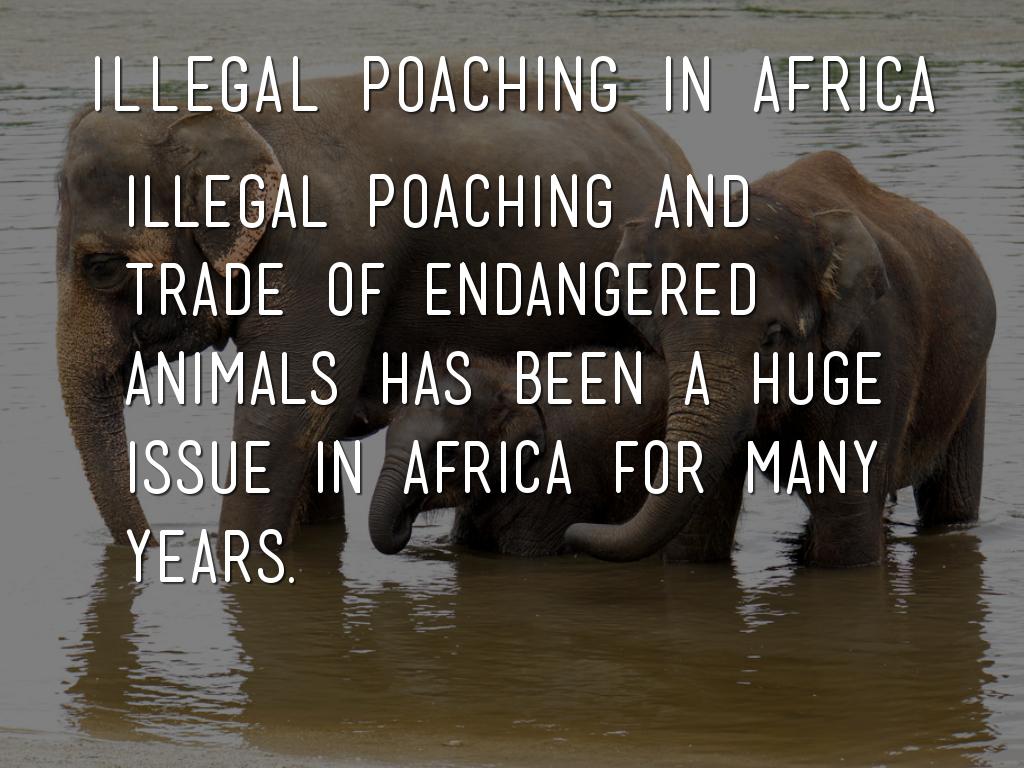 Poaching by Jenna Paradis