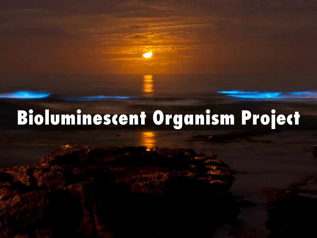 Bioluminescence Project by Ethan Horner