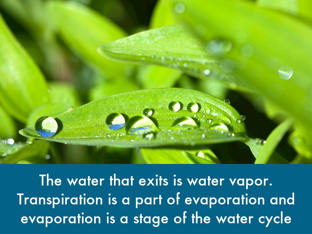 Transpiration by Matthew Vhen