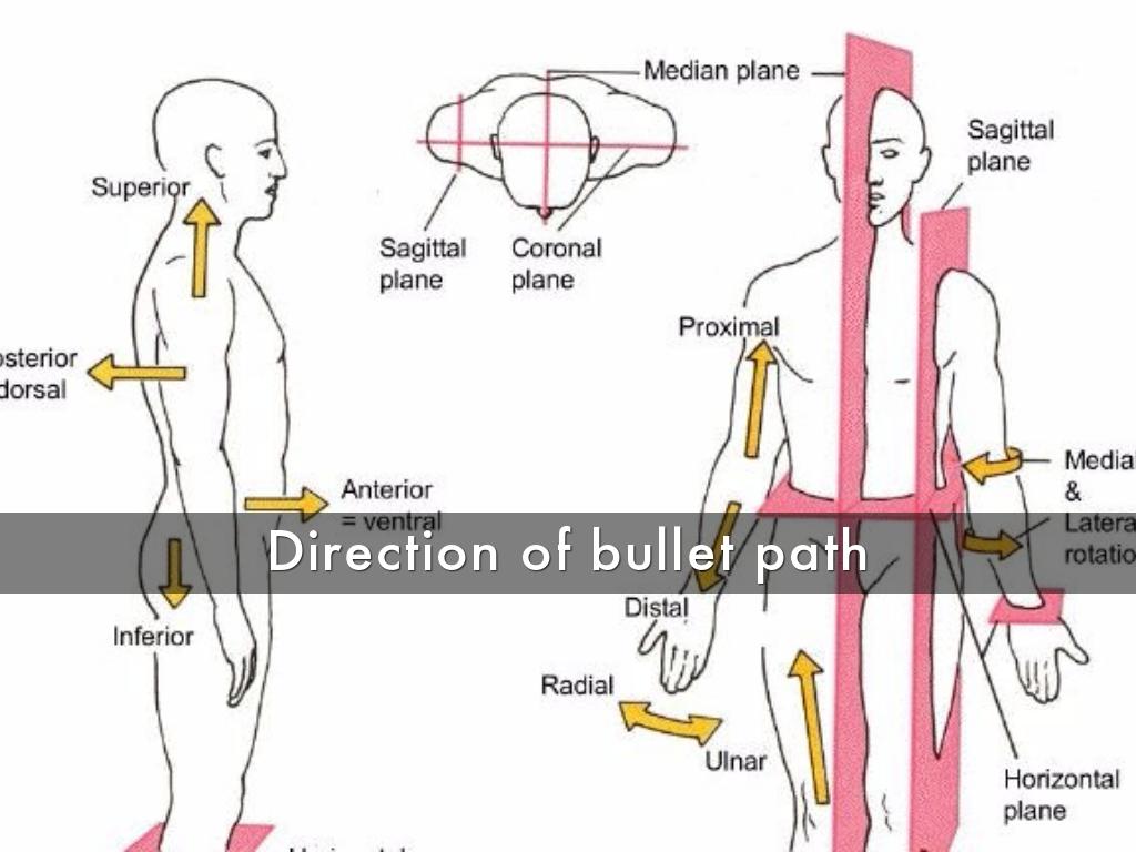 Firearms by shlautzenheiser