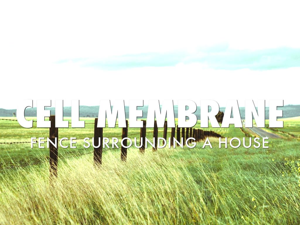 Cell Analogy by Kenna Brandt