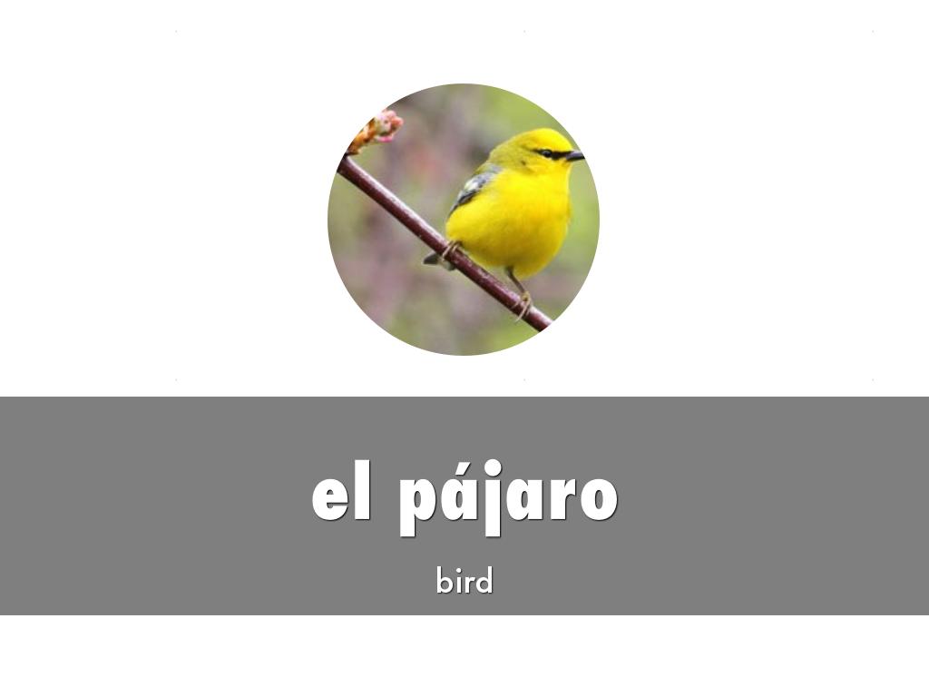 Avancemos Unidad 1, Leccion 1 Vocabulario by alisa.