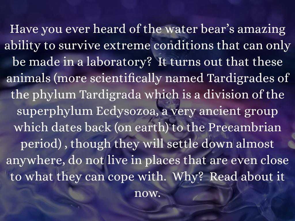 Tardigrades by gavinbenitezgay