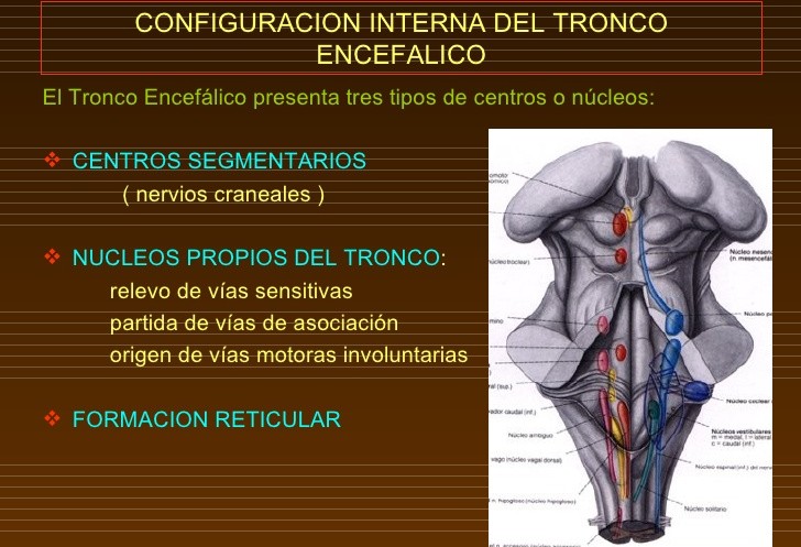 Anatomiadeltroncoencefalico