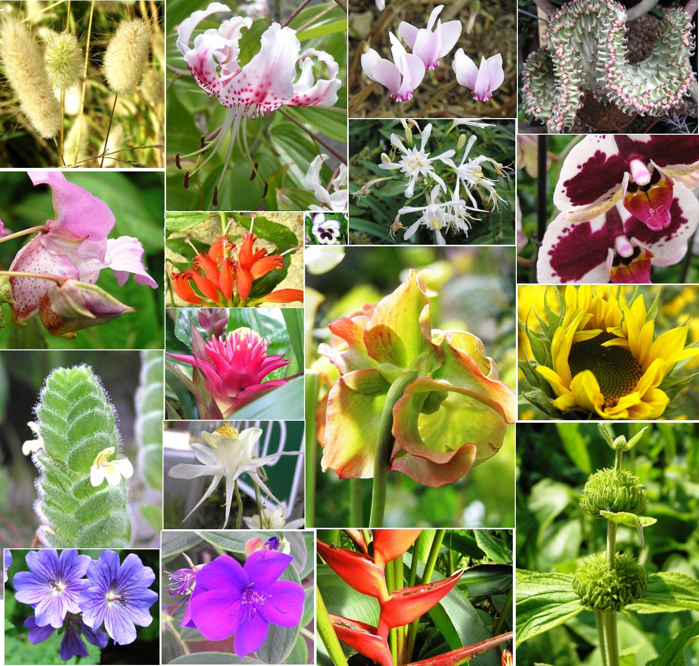 Plants In The Tropical Rainforest Collage